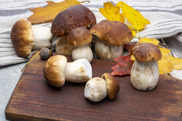 Cèpes de Bordeaux : Recette Traditionnelle & Guide Cueillette 2025